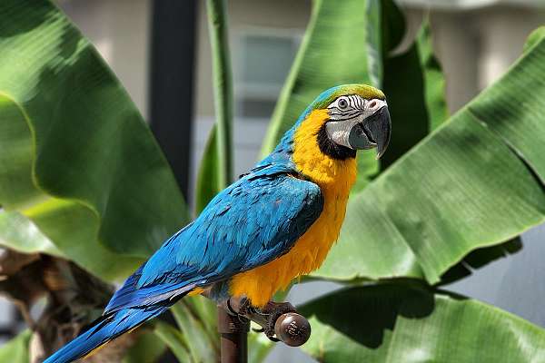 Blue and gold macaw