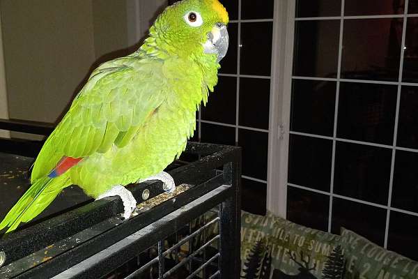 Yellow Naped Amazon