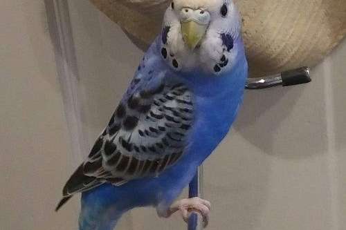 Indoor Blue Female Parakeet/Budgie Pickup Available