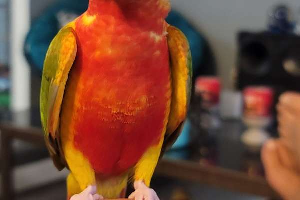 12 week old high red conure