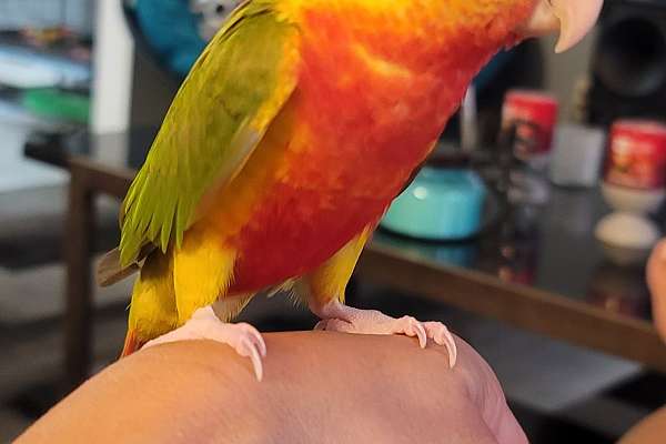 12 week old conure