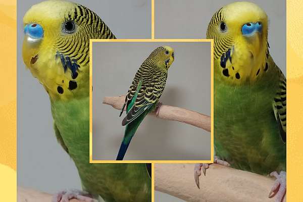 Parakeet