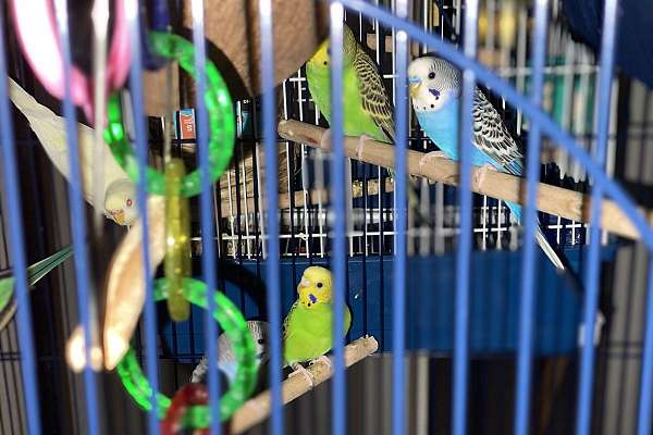 Parakeets for sale to good home
