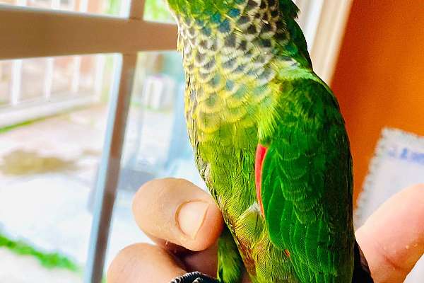 Black Capped Conure