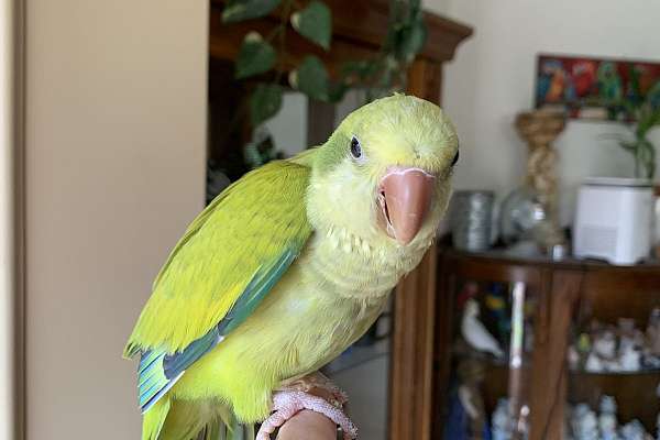 Green opaline Quaker baby