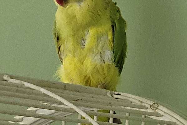 Indian Ringneck Female Breeder