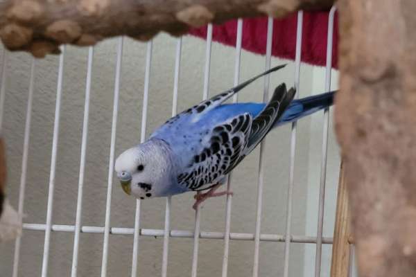 Pretty blue Parakeet for sale