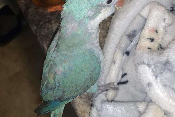 Beautiful turquoise baby Quaker