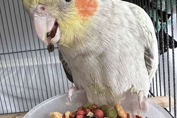 Re-homing A Cockatiel (female) with Very High Quality Cage