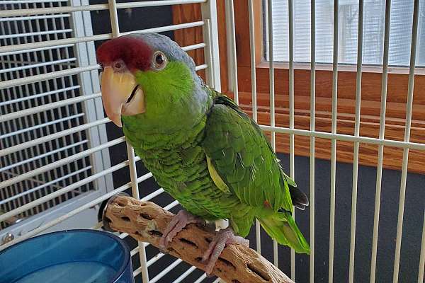 Male lilac amazon