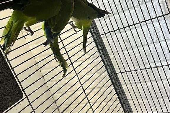 Quaker parrot breeding pair