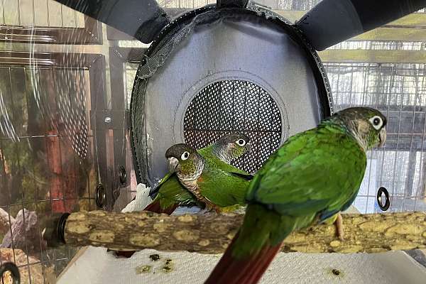 Young green cheek conure