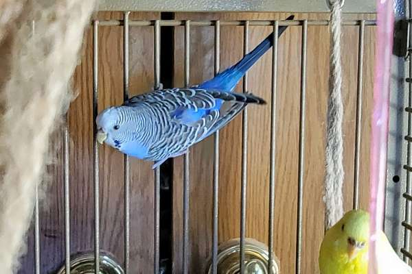 Free Parakeets - Topsham Maine