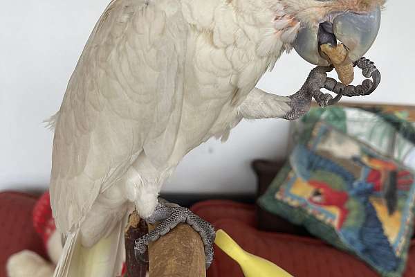 Goffin Cockatoo Baby