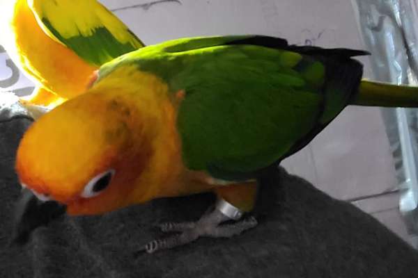young sun conure