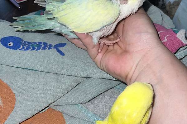 Turquoise Crossover Quaker