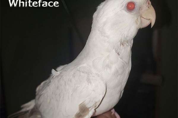 Cockatiel Fallow Pearl Whiteface