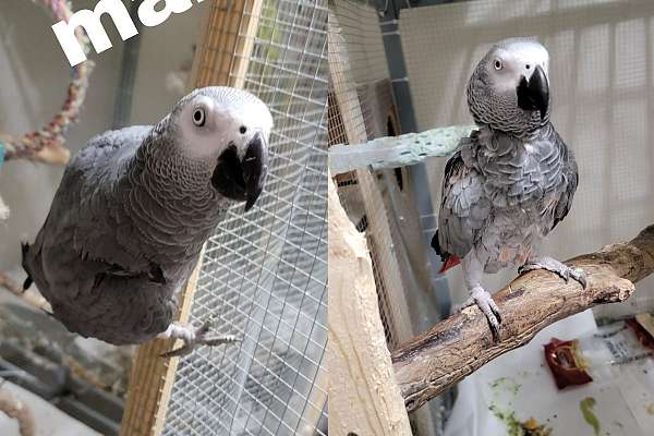 African gray parrot breeding pair