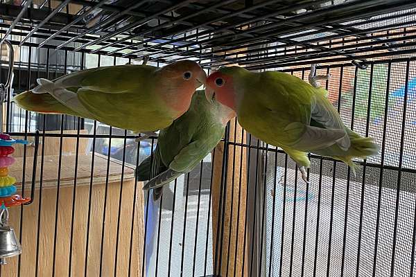 Lovebirds