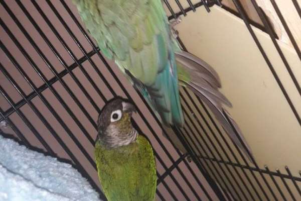 Green cheek conure breeding pair