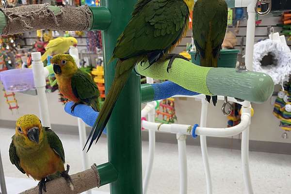 Jenday conures