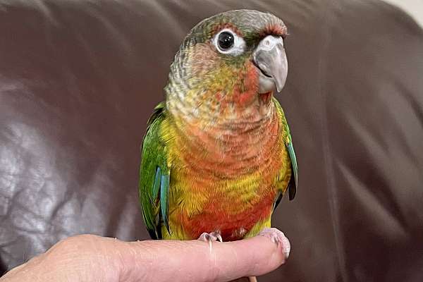 High Red Yellow-sided Green Cheek Conure