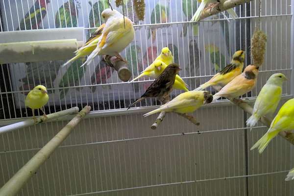 Canaries