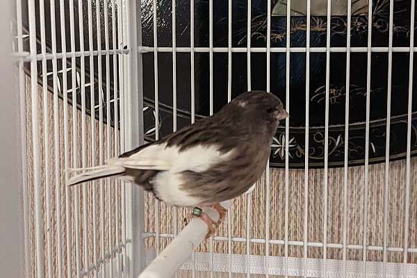 2020 Female Brown Gloster (No shipping)