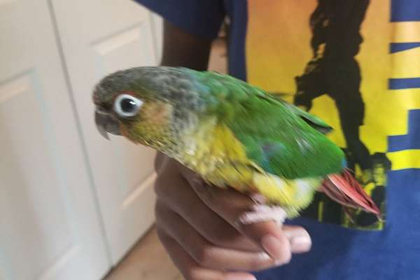 Green cheek conure