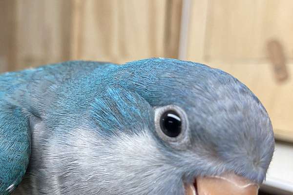 Adorable baby quakers