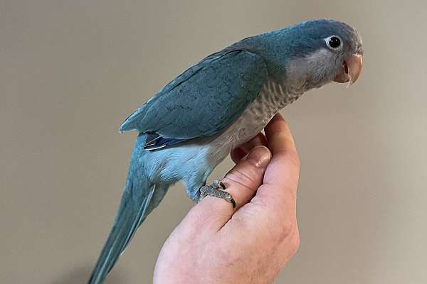 Blue Quaker Baby - last one!