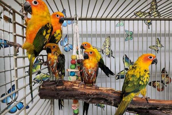 Sun Conure babies