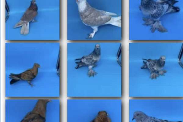 $25- Pretty Pigeons- Mis/ Marked & Some Hybrids