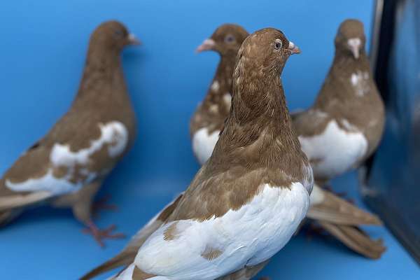 Afghan pigeons
