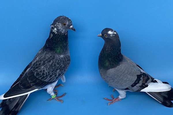 Birmingham Rollers- mated pair