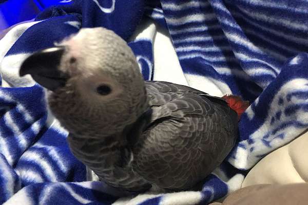 Healthy female African grey