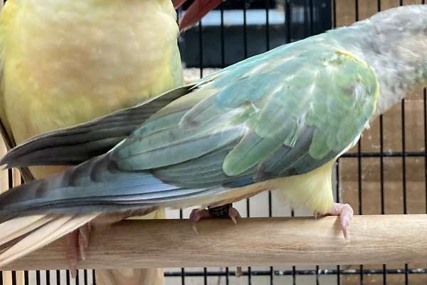 Opamint -Green Cheek Conure