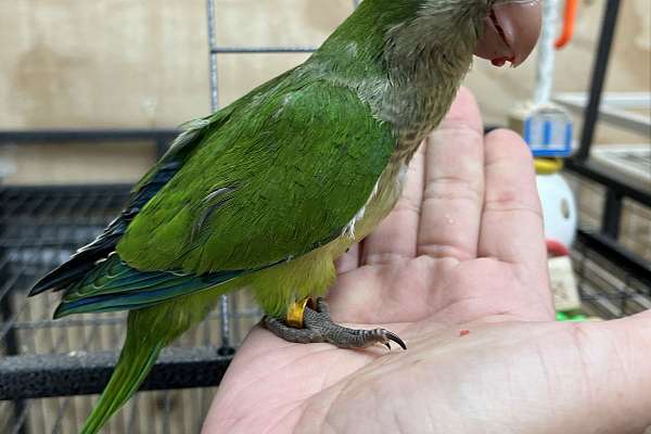 Sweet Baby green Quaker parrot