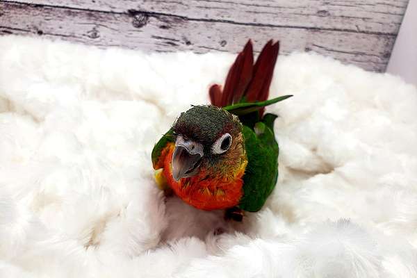 Dominate Red Green-Cheek