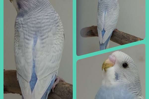 Parakeet