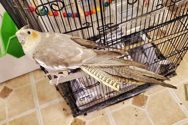 Female Cockatiel