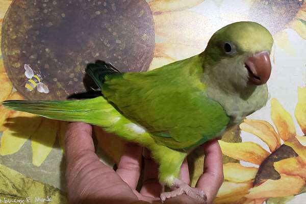 Female green opaline Quaker