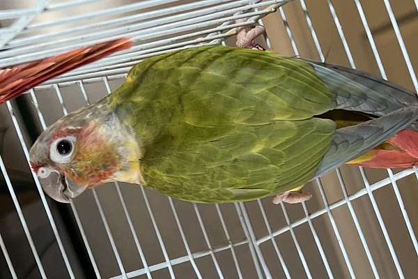Yellowside Dilute Green Cheek Breeders