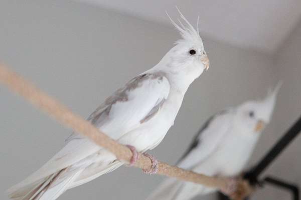 Beautiful Cockatiel Male