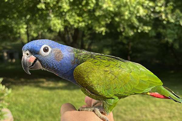 Beautiful female blue headed pionus