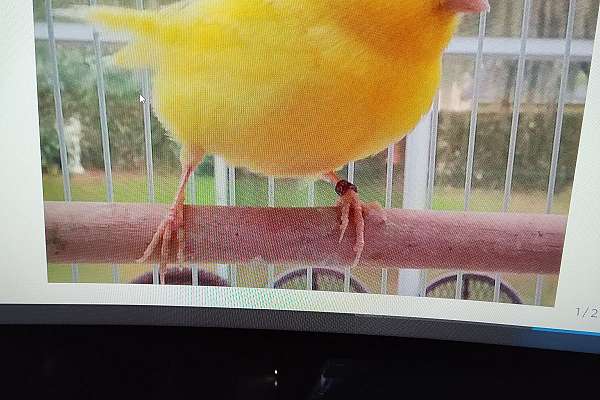 Wholesale - Beautiful Canaries