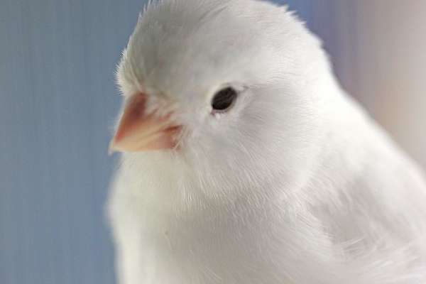 White Canary