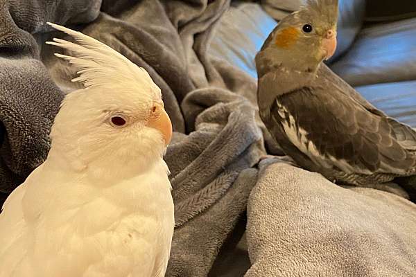 Bonded Pair of Cockatiels