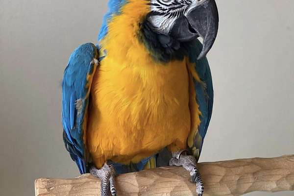 Blue & Gold Macaw