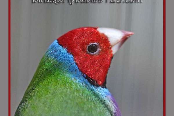 Lady Gouldian Finch